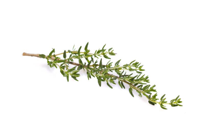 Branchement frais de thym photo stock. Image du branchement - 3356484