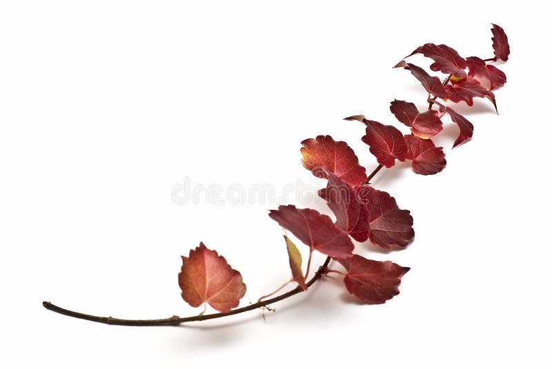 Branchement Rouge Feuillu De Lierre Image stock - Image du simple ...