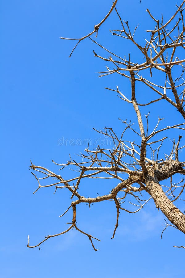 Branchement sec d'arbre image stock. Image du crabe, aube - 66032945