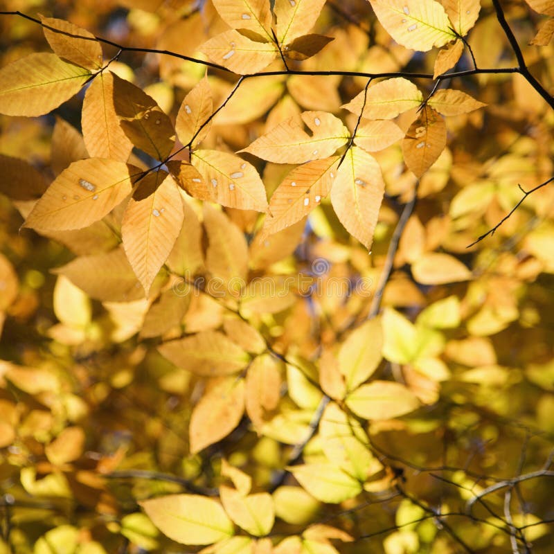 Branchements De Feuillage Jaune D'automne. Photo stock - Image du ...