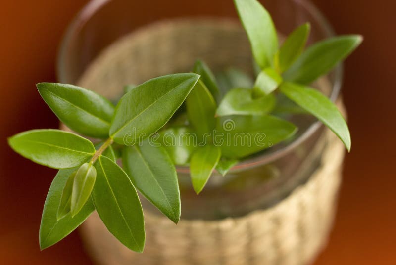 Branchements de myrte photo stock. Image du aromatique - 3356448