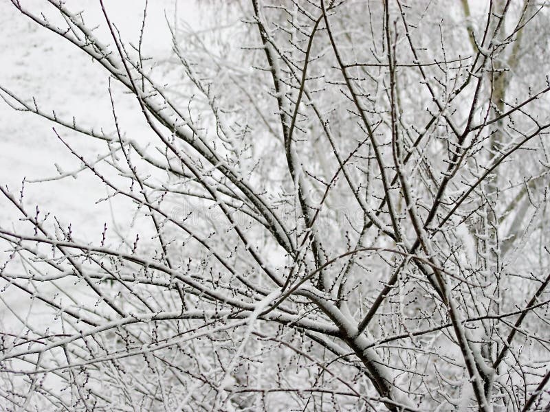 Branches stock image. Image of nature, november, shrub - 1110325