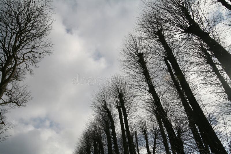 Branches stock photo. Image of branch, fine, scenery, lines - 1573436