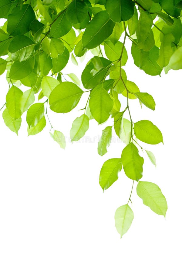 Green Spring Leaves on White Background Stock Photo - Image of rebirth ...