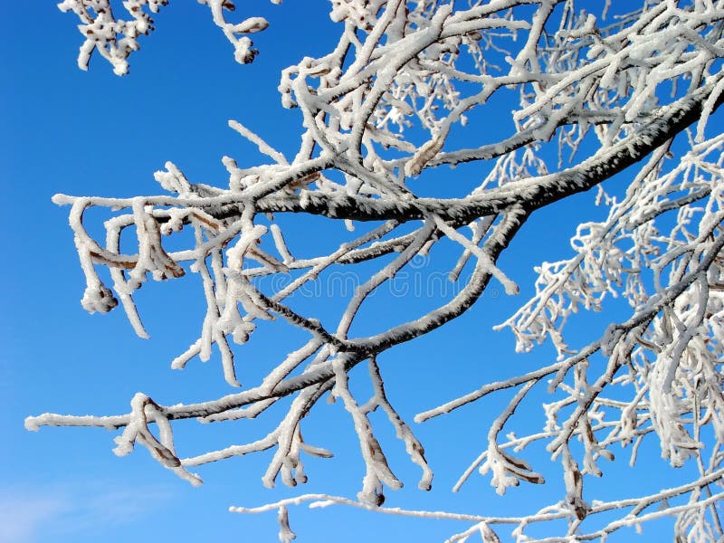 Branches stock image. Image of december, field, landscape - 332983