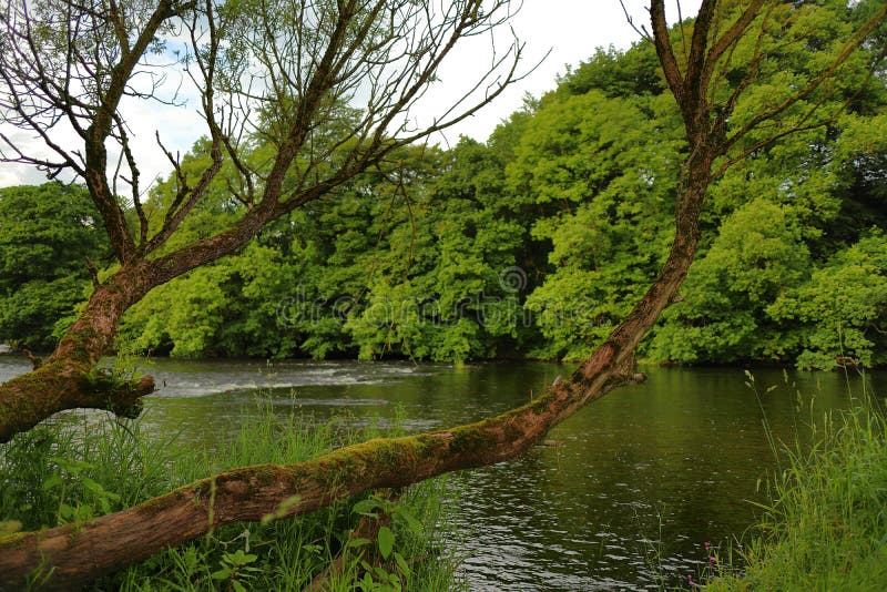 Branches above the river stock photo. Image of bird - 122921596