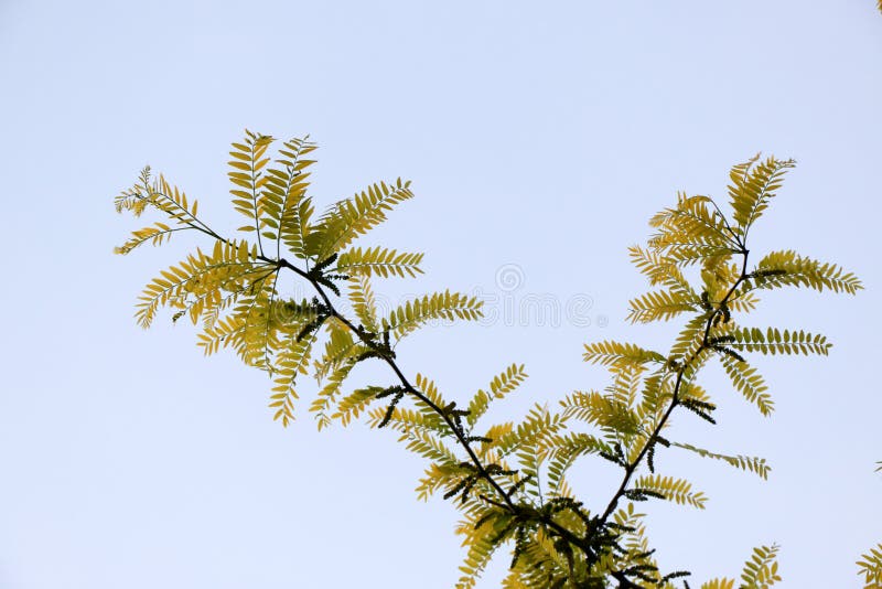 Branches of acacia tree stock image. Image of flower - 116328235