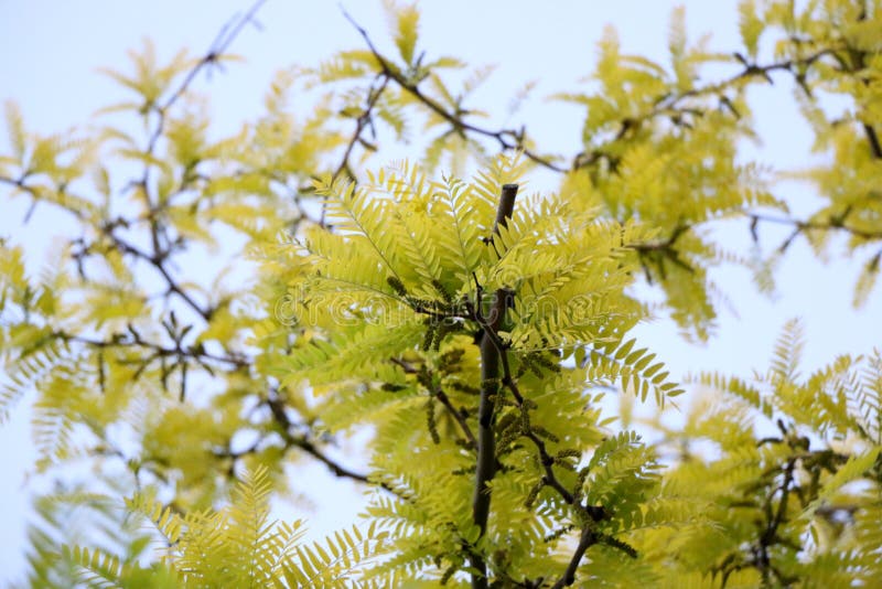 Branches of acacia tree stock image. Image of flower - 116328235