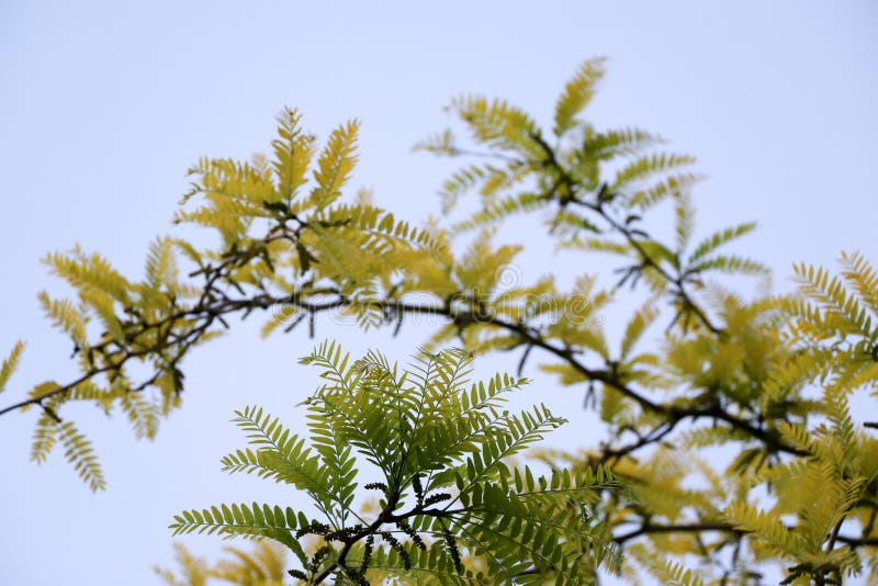 Branches of acacia tree stock photo. Image of healthy - 116328526