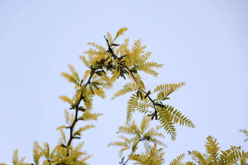 Branches of acacia tree stock photo. Image of healthy - 116328526