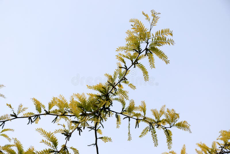 Branches of acacia tree stock photo. Image of healthy - 116328526