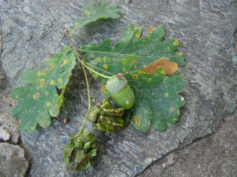 Branches and Acorn of Common Oak Stock Photo - Image of leaves, trees ...