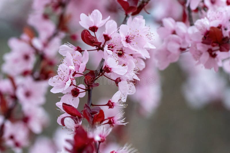 Branches of the Almond Tree in Blossom Stock Photo - Image of floral ...