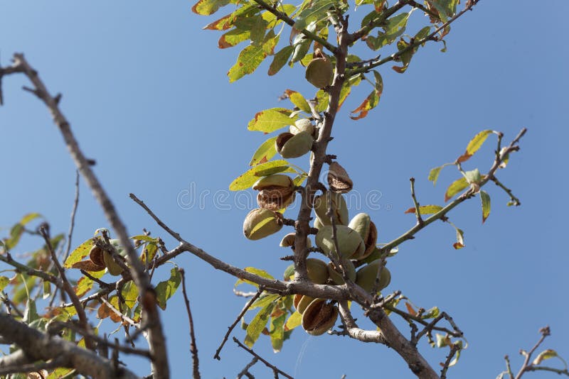 Branches of an Almond Tree with Fruits Stock Photo - Image of delicious ...