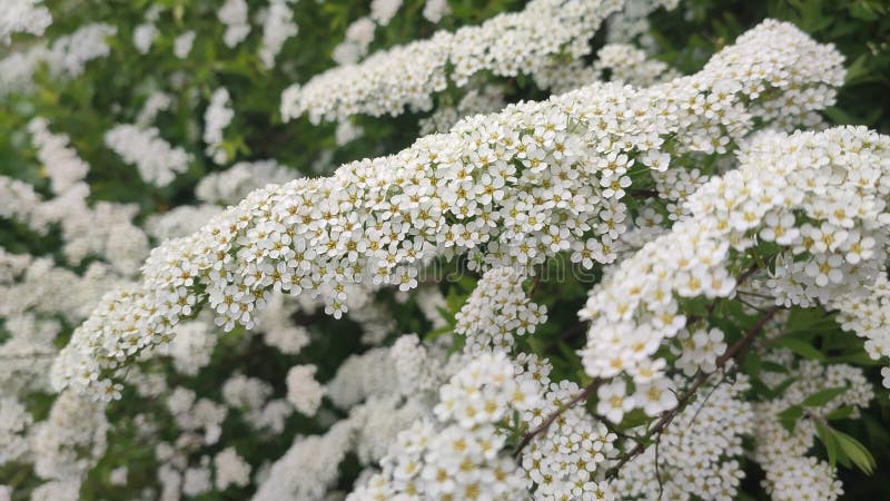 Branches of Alpine Spirea (meadowsweet) Sway in the Wind. Spring ...