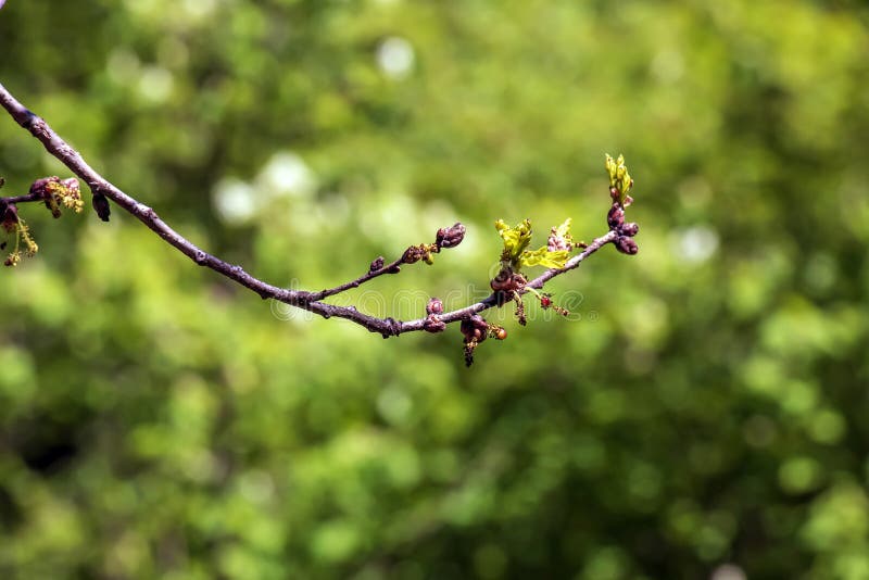 Branches of Amur Maple in Spring. Latin Name Acer Tataricum Stock Image ...