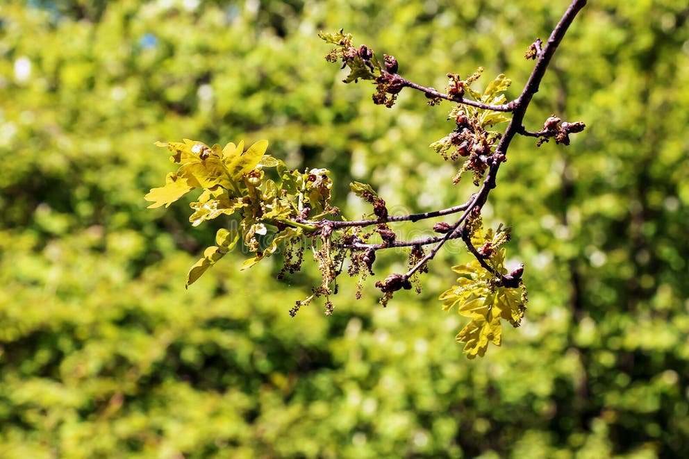 Branches of Amur Maple in Spring. Latin Name Acer Tataricum Stock Photo ...