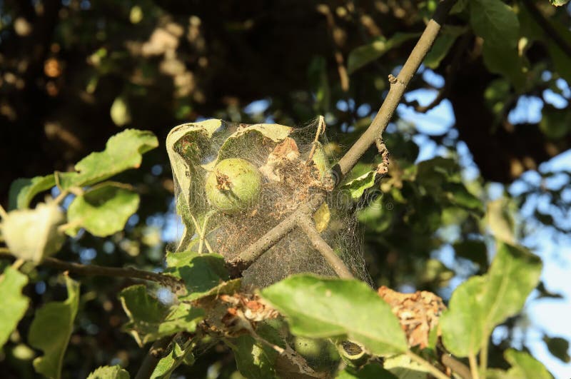 The Branches of the Aplle Trees in the Disease Web. the Epidemic of ...