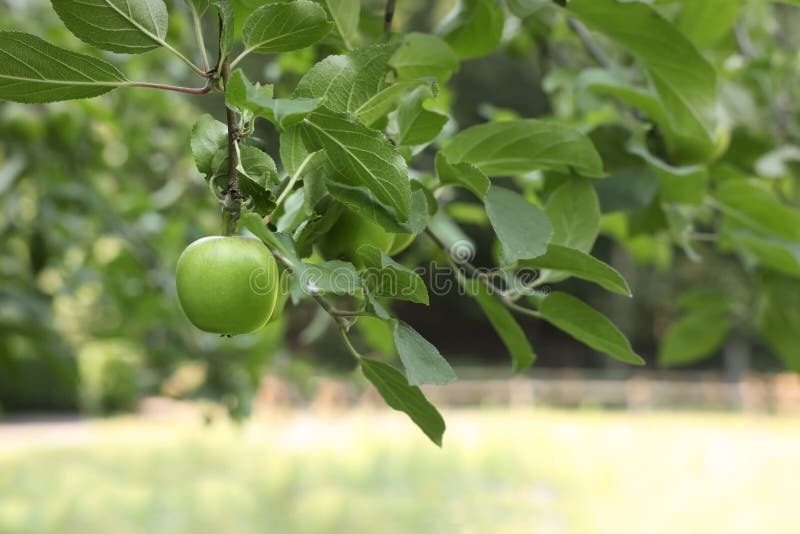Branches of Apple Tree with Fruits Outdoors Stock Image - Image of ...