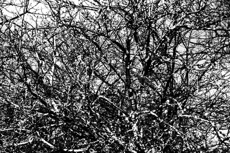 Black White Contrast Background Intertwined Tree Branches Stock Photos ...