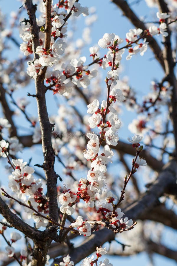 Branches of Apricot Tree in the Period of Spring Flowering Stock Photo ...