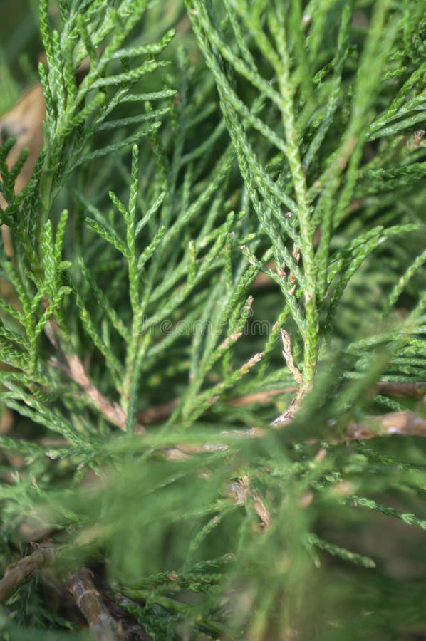 Branches of Arborvitae Tree (thuja) Stock Photo - Image of wildflower ...