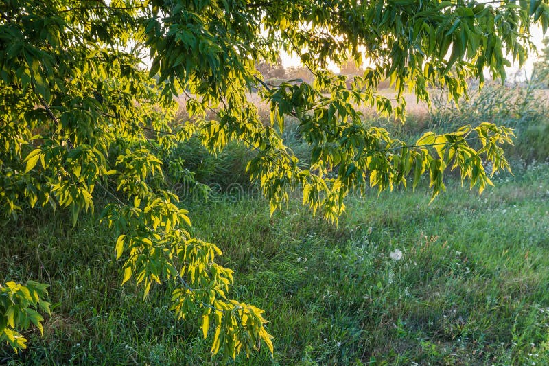 Branches of the Ash-leaved Maple in Summer Evening, Backlit Stock Image ...