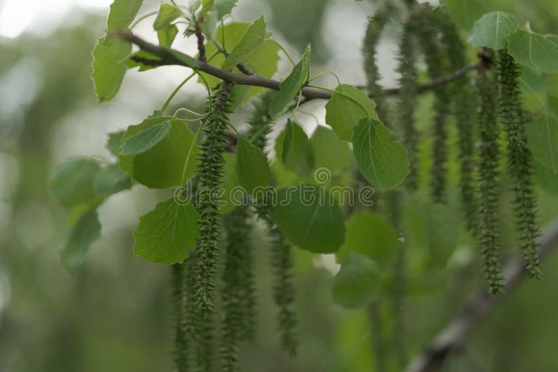 Branches of Aspen Tree with Fresh Leaves Closeup Stock Image - Image of ...
