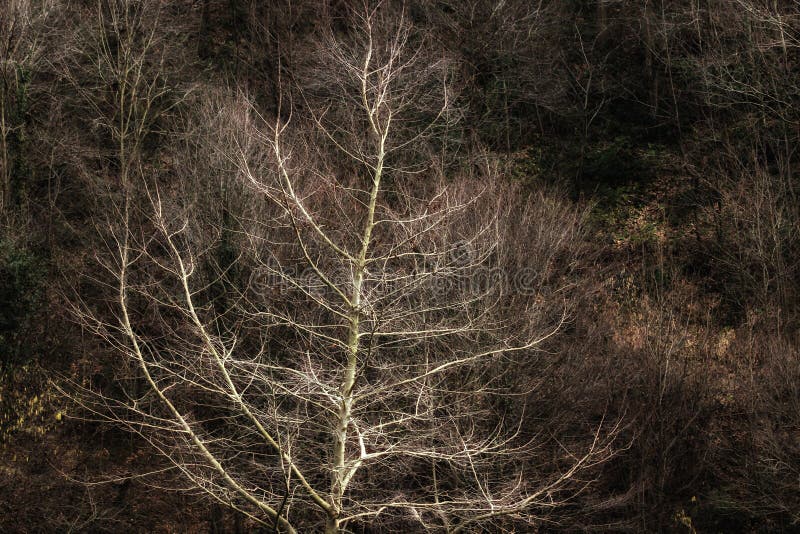 Branches in autumn stock image. Image of november, leaf - 119880821