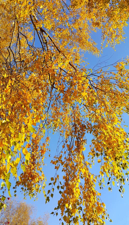 Branches of Autumn Birch Tree with Bright Yellow Foliage Stock Image ...