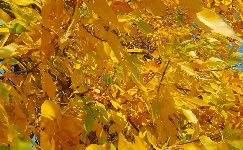 Branches with Autumn Leaves Stock Image - Image of leaf, autumnal ...