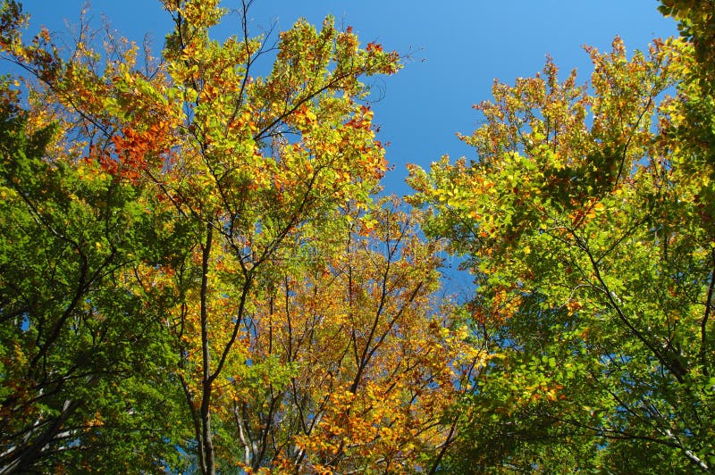 Branches and autumn leaves stock image. Image of nature - 52402599