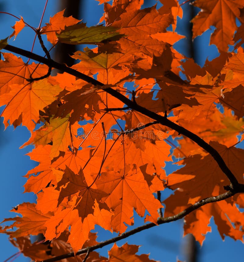 Branches with Autumn Red Sunlight Maple Leaves Stock Image - Image of ...