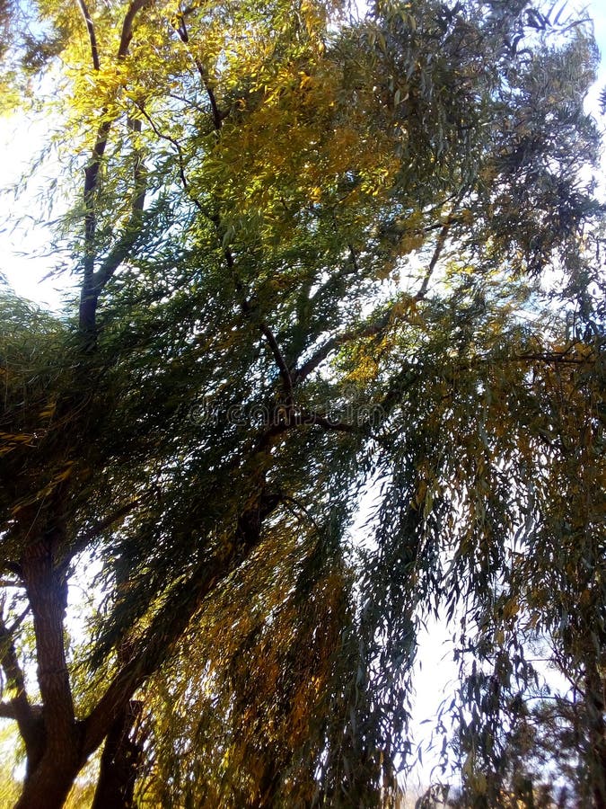Branches of Autumn Willow in the Wind. Stock Image - Image of yellow ...