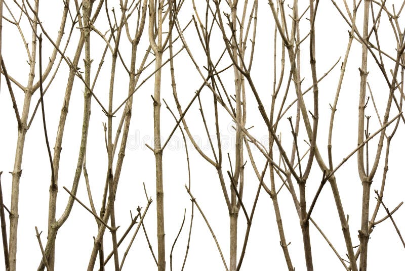 Branches Background stock image. Image of bush, pattern - 10993029