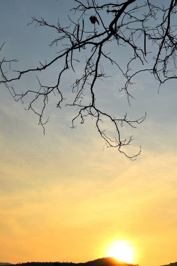 Branches Backlit and a Sunset Sky Background Stock Photo - Image of ...