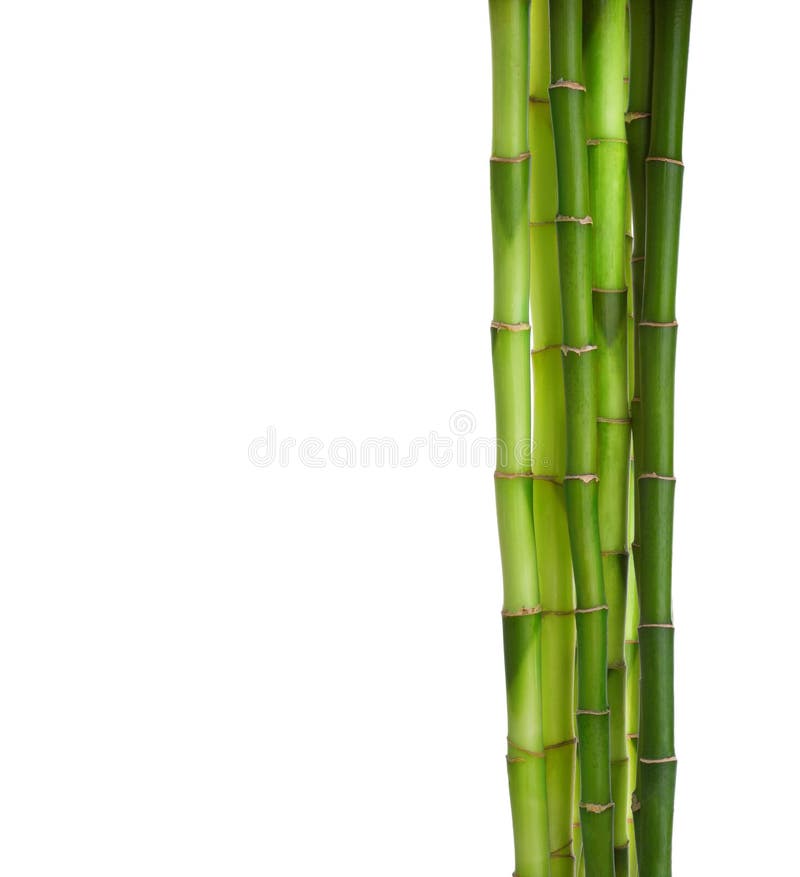Two Branches of Bamboo Isolated on White Background. Sander`s Dracaena ...
