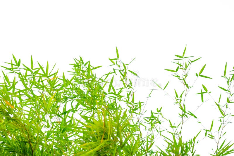 Branches of Bamboo Leaves Bambuseae Stock Image - Image of isolated ...