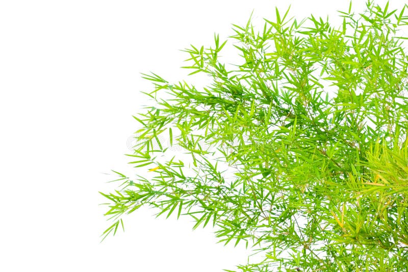 Branches of Bamboo Leaves Bambuseae Stock Photo - Image of climate ...