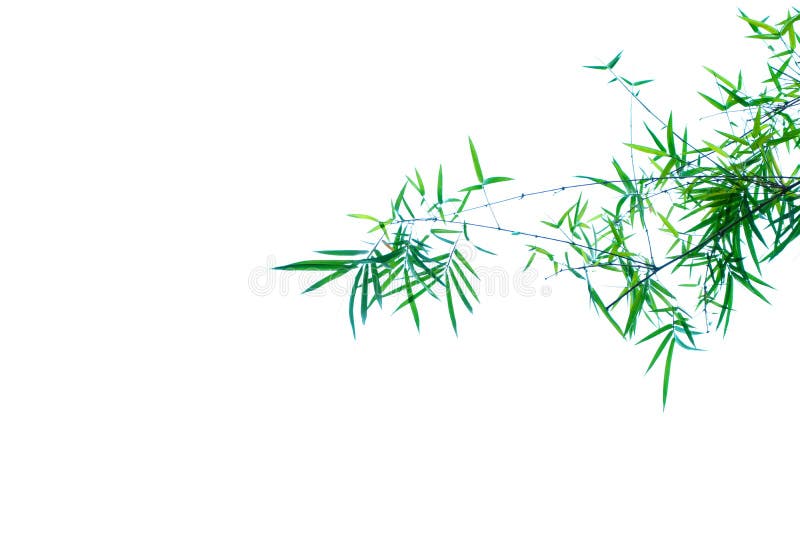 Branches of Bamboo Leaves Bambuseae Stock Image - Image of growth ...