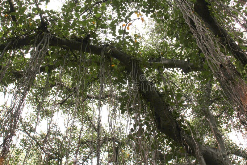 Branches of a Banyan Tree with Multitudes of Aerial Prop Roots ...