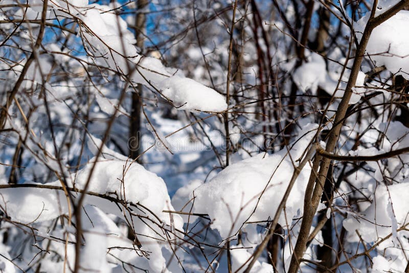 Branches of Bare Trees and Trees without Leaves Under a Lush Layer of ...