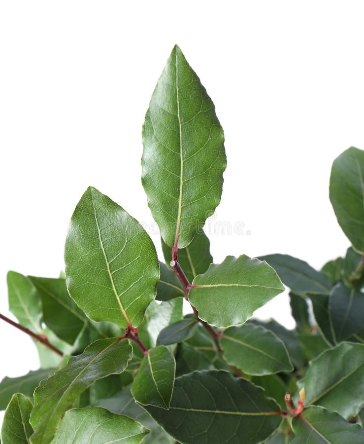 Branches with Bay Leaves Isolated on White Stock Image - Image of group ...