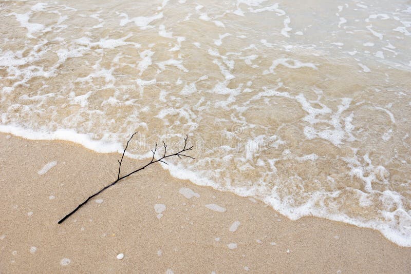 The Branches on the beach. stock image. Image of summer - 93619581