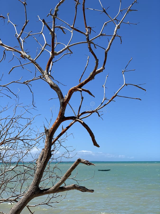Branches in the Beach in Brazil Stock Photo - Image of bahia, corumbau ...