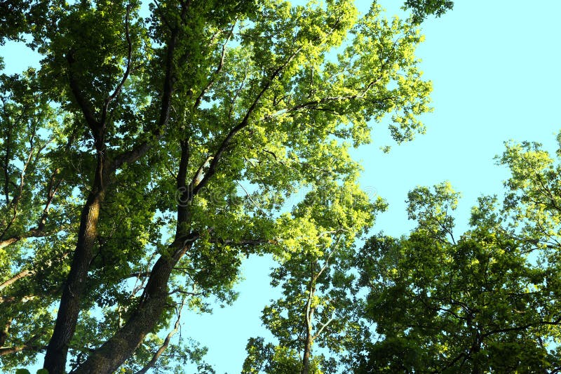 Branches of Beautiful Trees with Green Leaves Outdoors, Bottom View ...