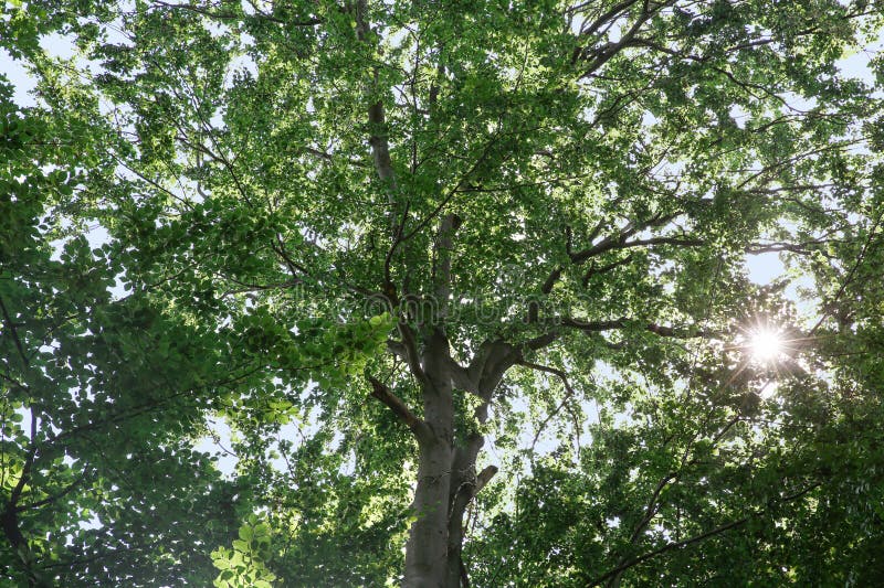 Branches of Beautiful Trees with Green Leaves Outdoors, Bottom View ...