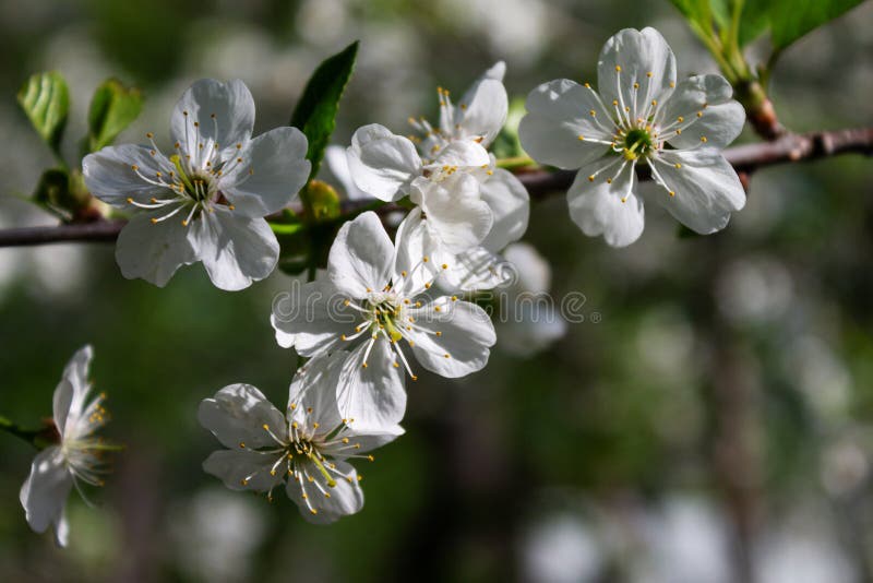 Branches with Beautiful White Flowers. Spring Cherry Blossoms Stock ...