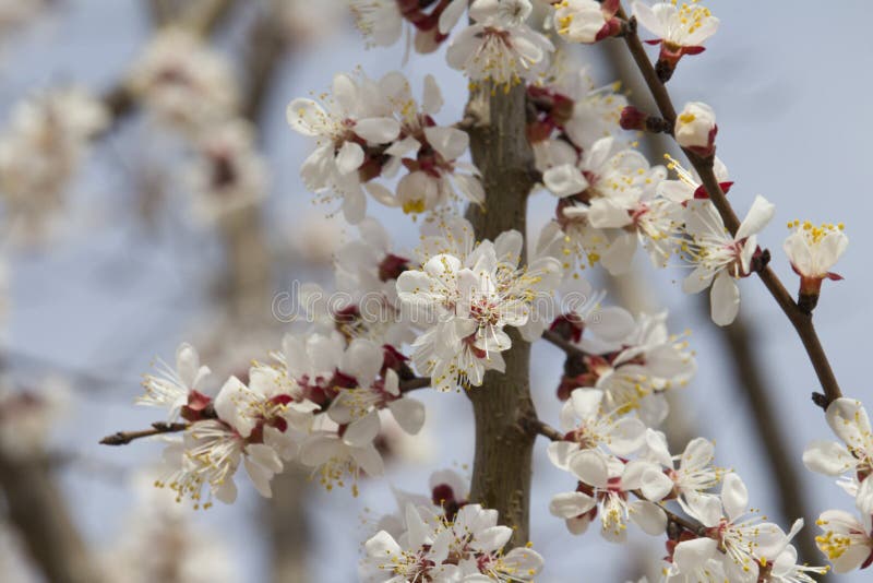 Branches of a Beautifully Flowering Fruit Tree Stock Image - Image of ...