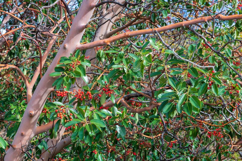 Pacific Madrone Tree stock image. Image of arbutus, waves - 15761163